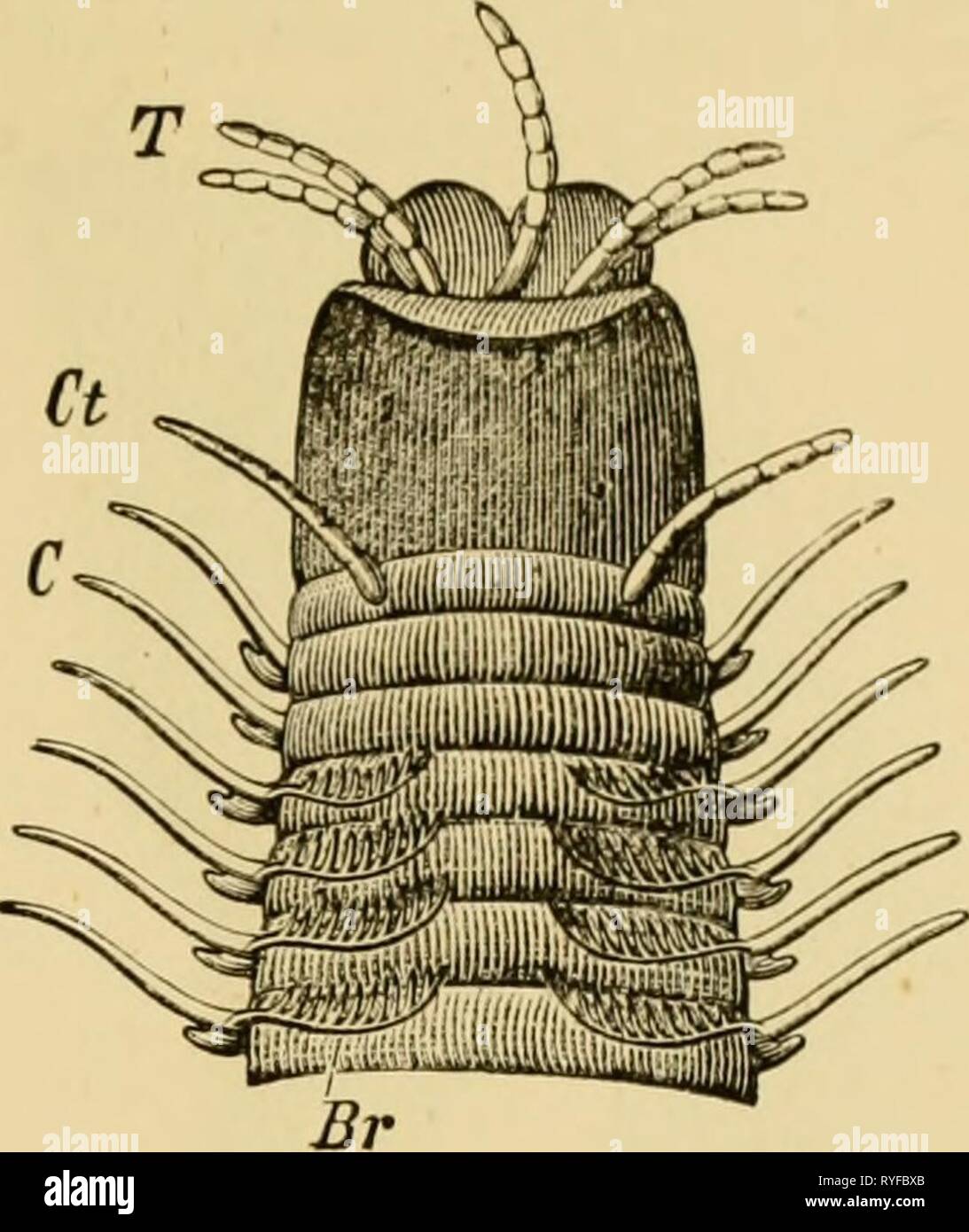 Elementary text-book of zoology, general Stock Photo - Alamy