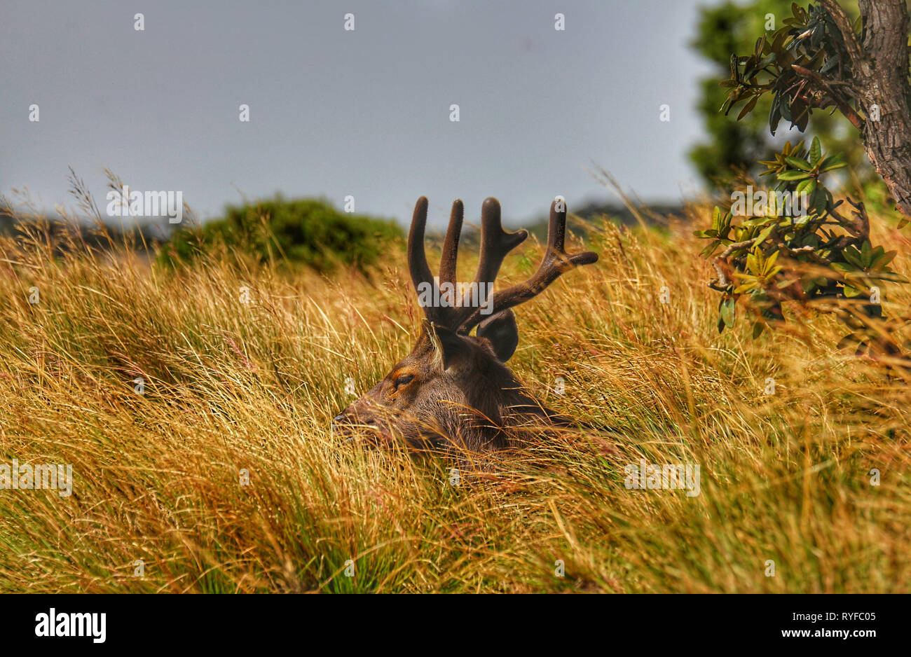 Sri lanka sambar deer hi-res stock photography and images - Alamy