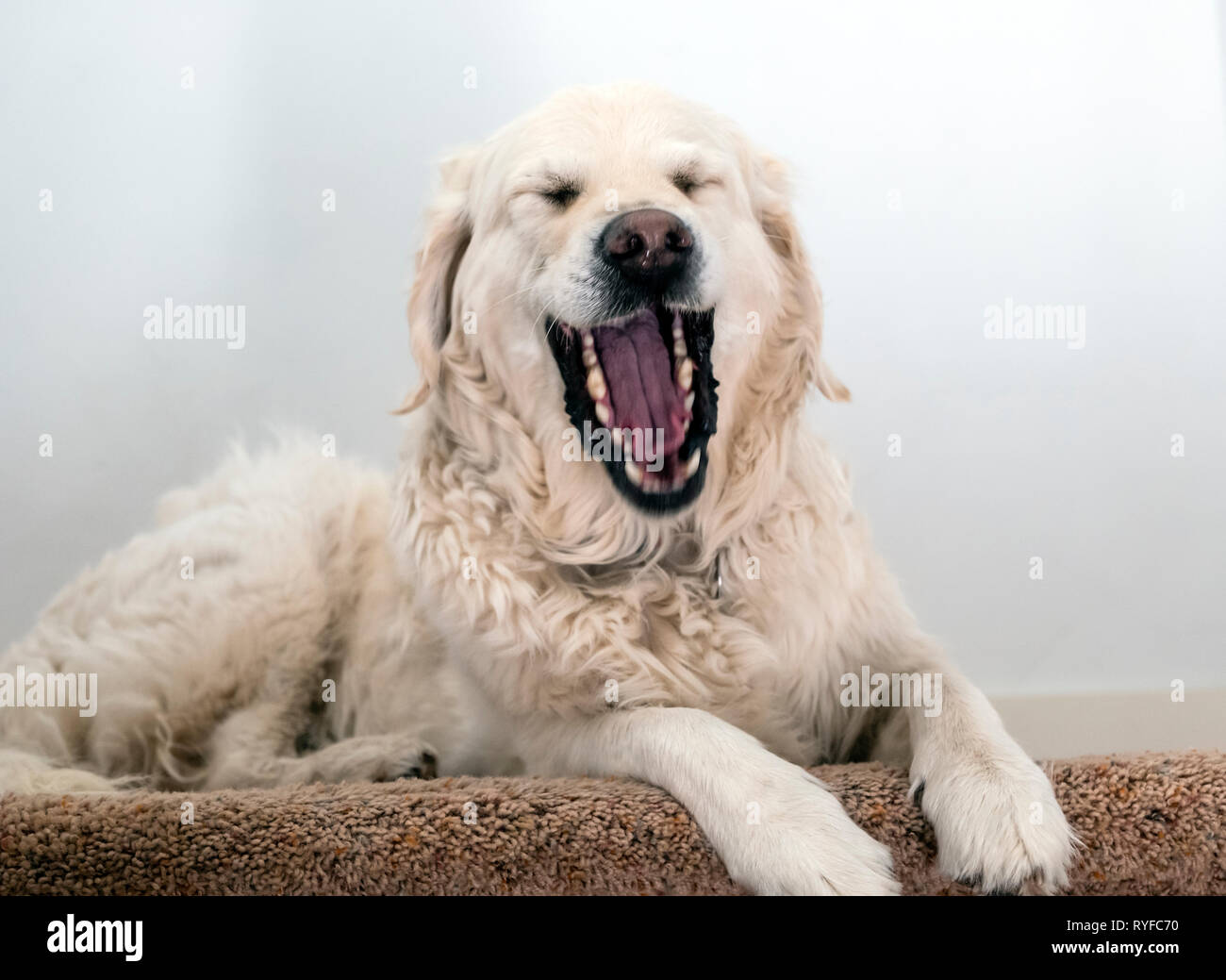 Yawning platinum colored Golden Retriever dog laying on carpeted stair ...