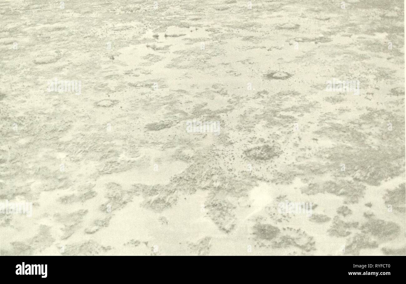 The ecology of delta marshes Stock Photo - Alamy