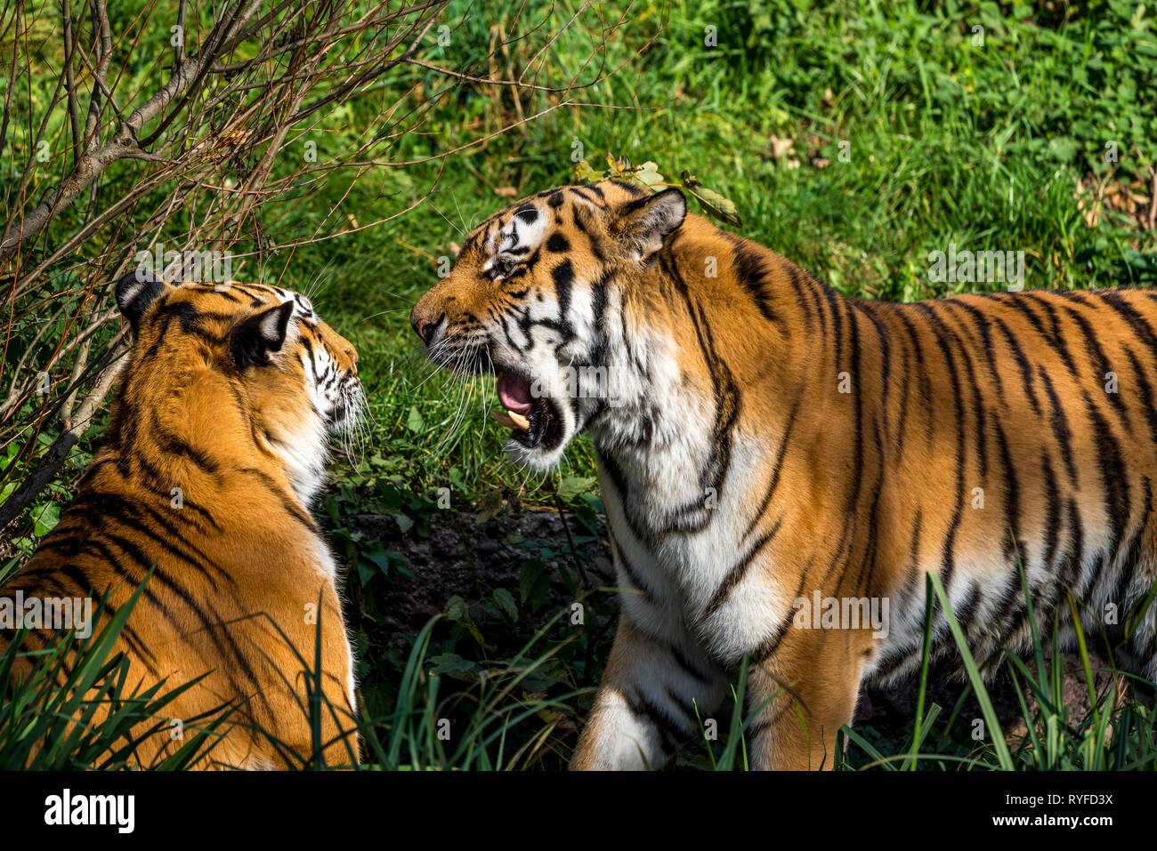 The Siberian tiger,Panthera tigris altaica in the zoo Stock Photo - Alamy