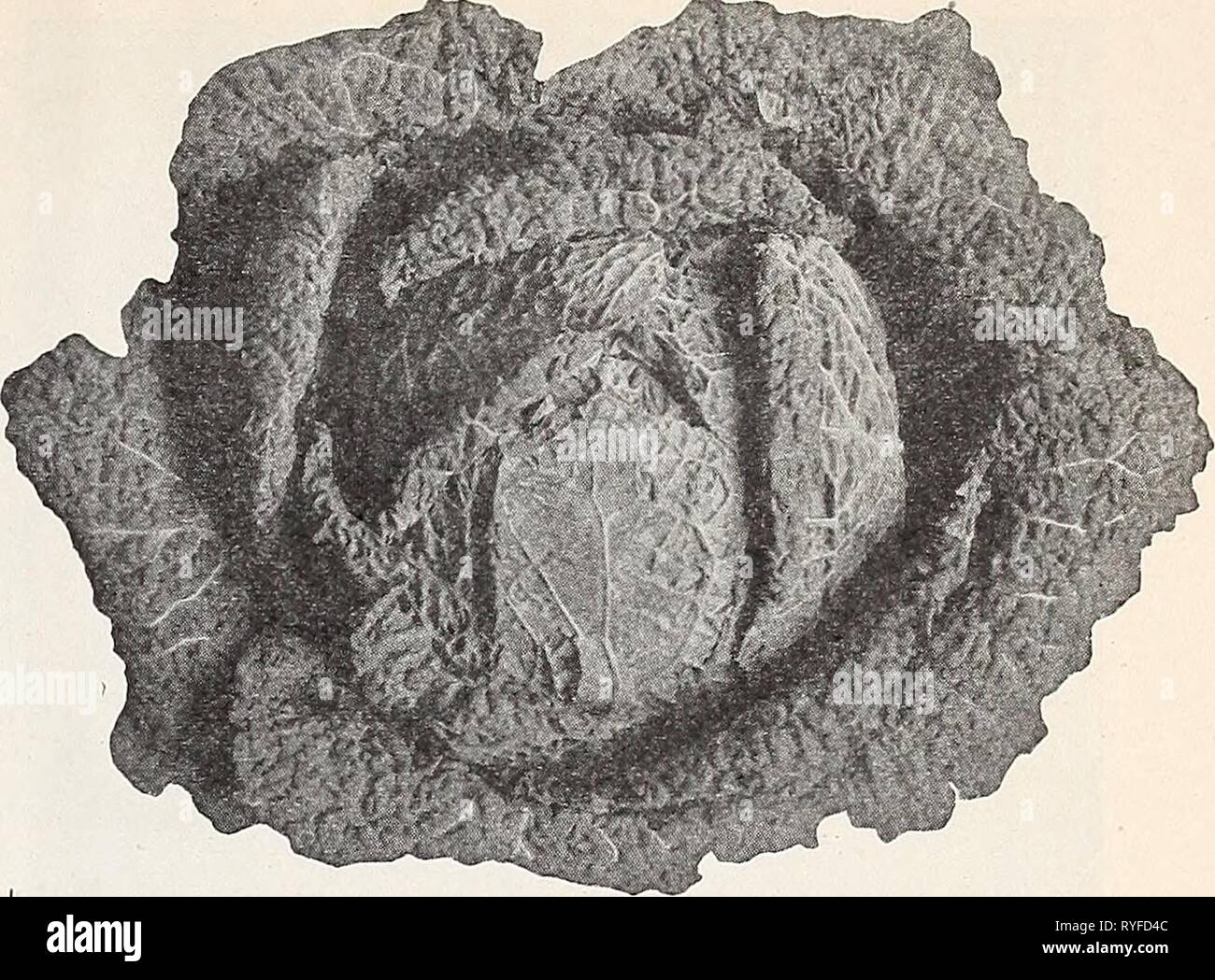 Calabrese illustration hi-res stock photography and images - Alamy