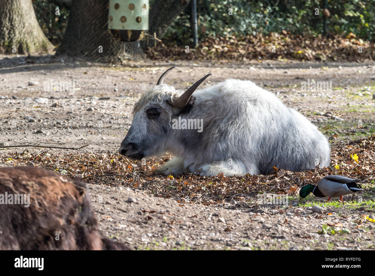 The domestic Yak, Bos mutus grunniens in the zoo Stock Photo - Alamy