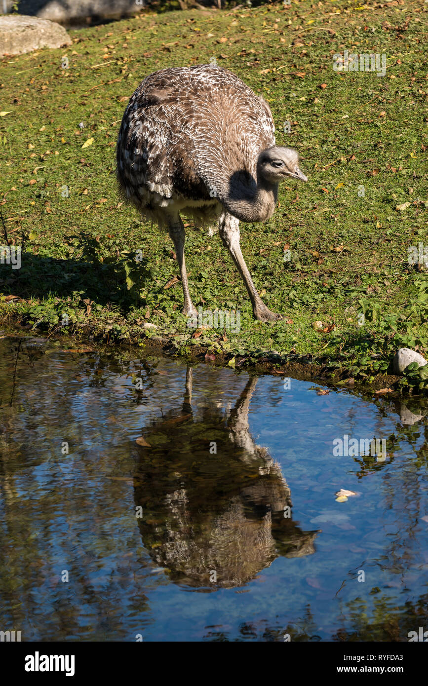 Darwin's rhea, Rhea pennata also known as the lesser rhea Stock Photo - Alamy
