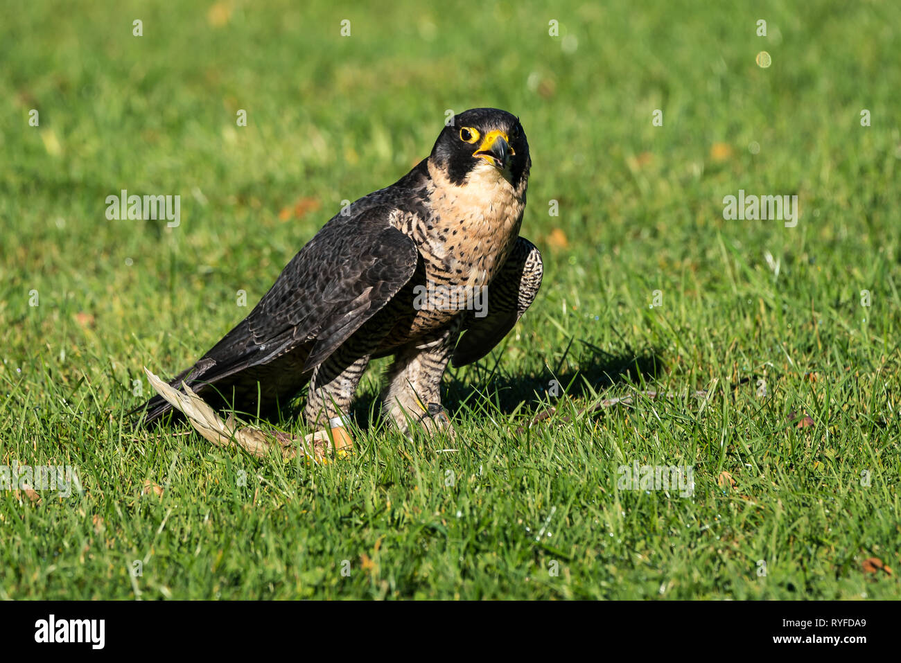 The peregrine falcon, Falco peregrinus. The fastest animals in the ...
