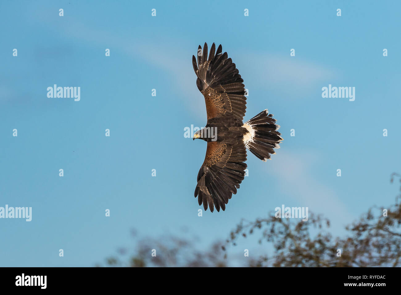 Harris's hawk, Parabuteo unicinctus, bay-winged hawk or dusky hawk ...