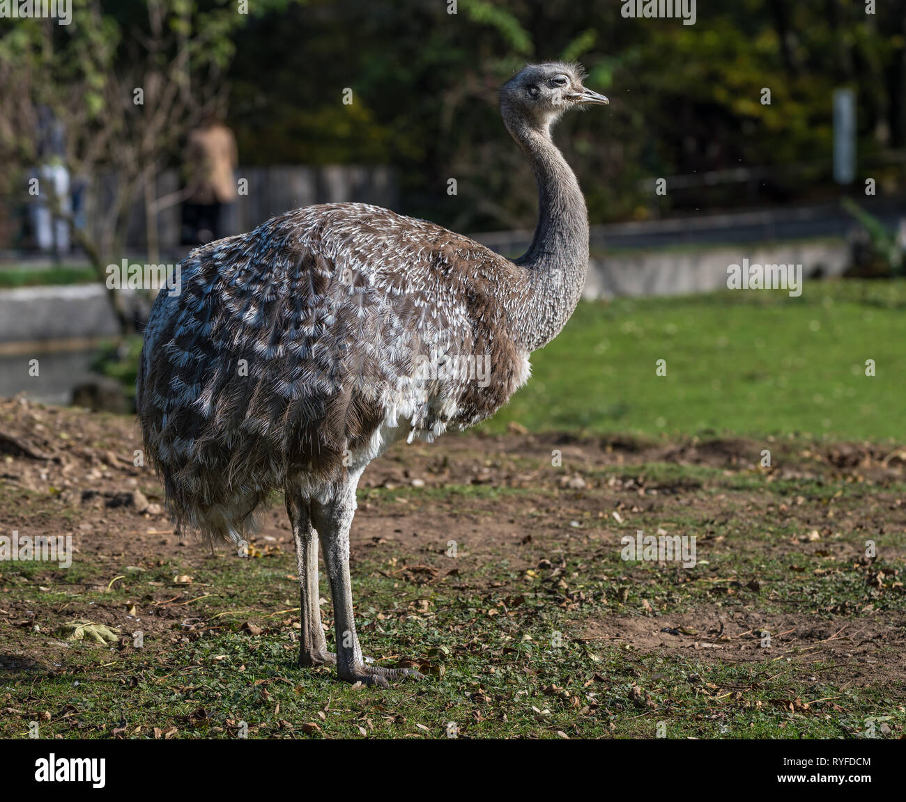 Darwin's rhea, Rhea pennata also known as the lesser rhea Stock Photo ...