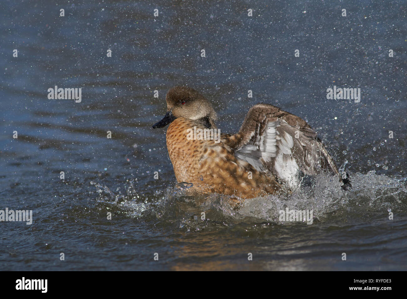 Patagonian Crested Duck (Lophonetta specularioides specularioides ...