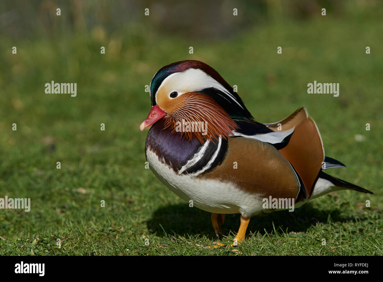 Male Mandarin Duck (Aix galericulata) showing ornate and colourful ...