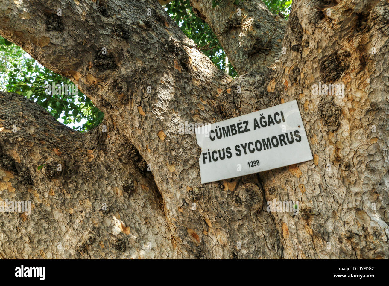 Sign with the name of the sycamore fig fruit tree in turkish and latin ...
