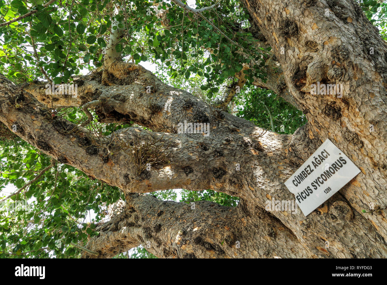 Sign with the name of the sycamore fig fruit tree in turkish and latin ...