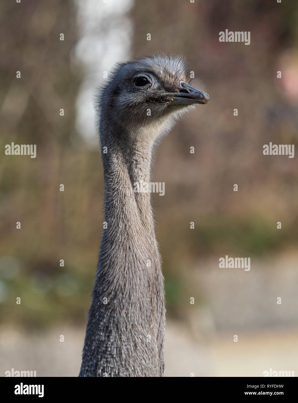 Darwin's rhea, Rhea pennata also known as the lesser rhea Stock Photo - Alamy
