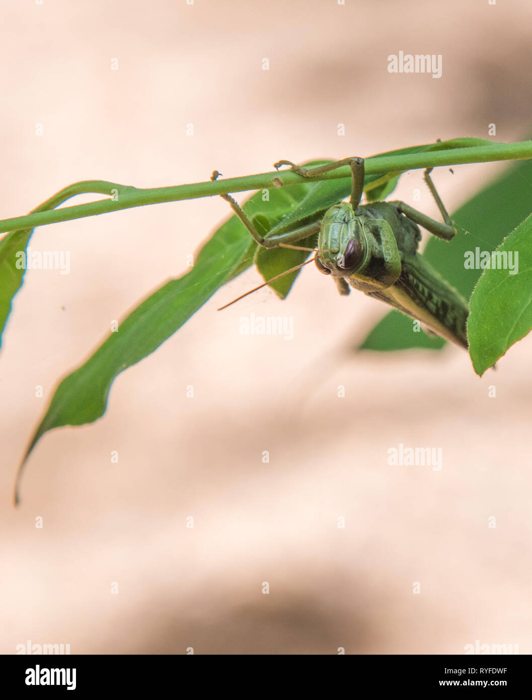 Grasshopper isolated on monsoon forest plant leaf at East Point Reserve ...