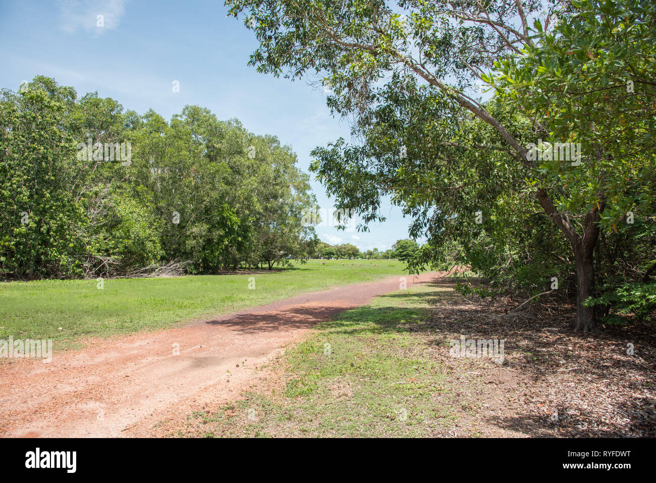 Group of wallabies in the distance with native forest at East Point ...