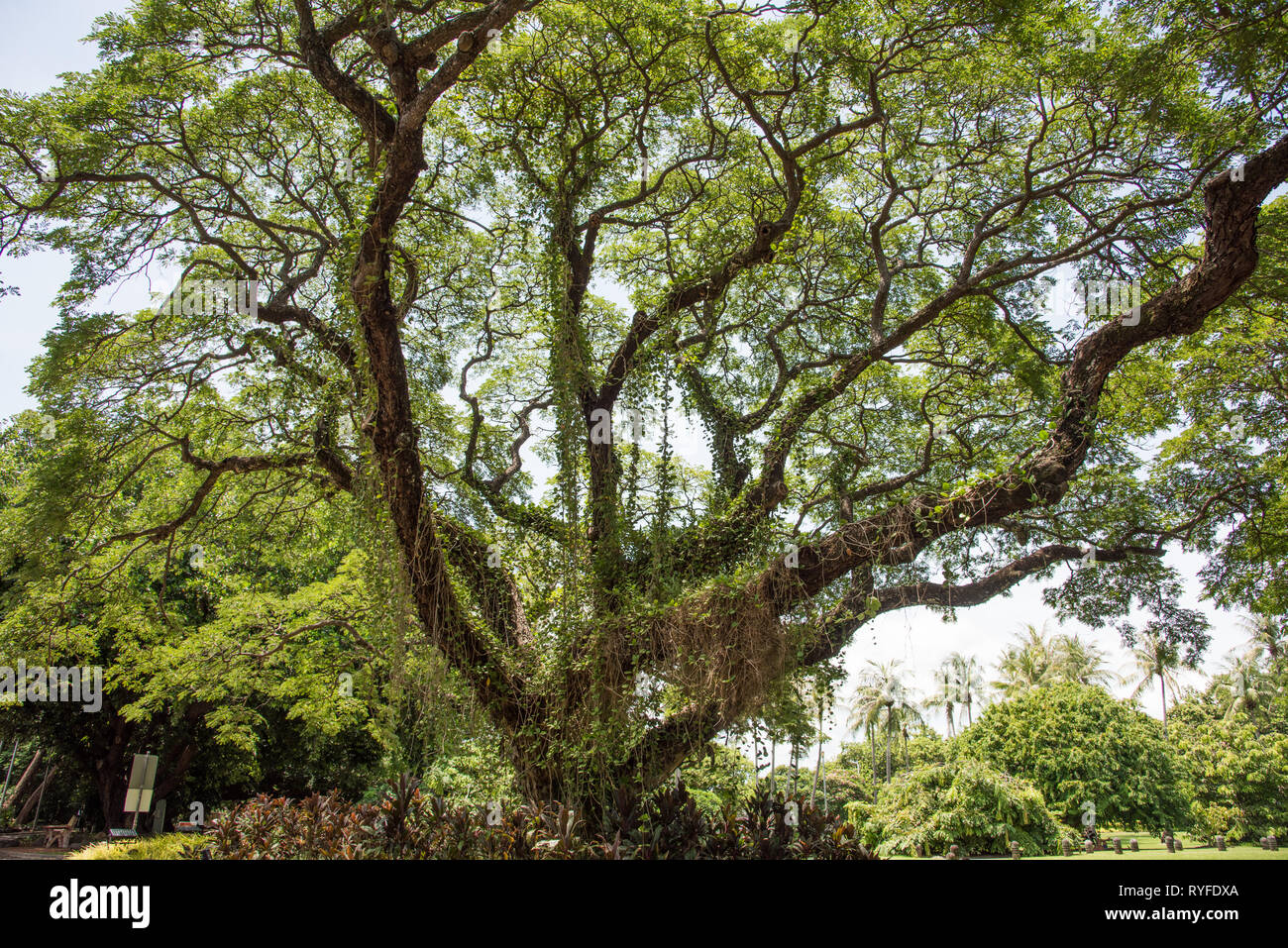 Tree of life darwin hi-res stock photography and images - Alamy