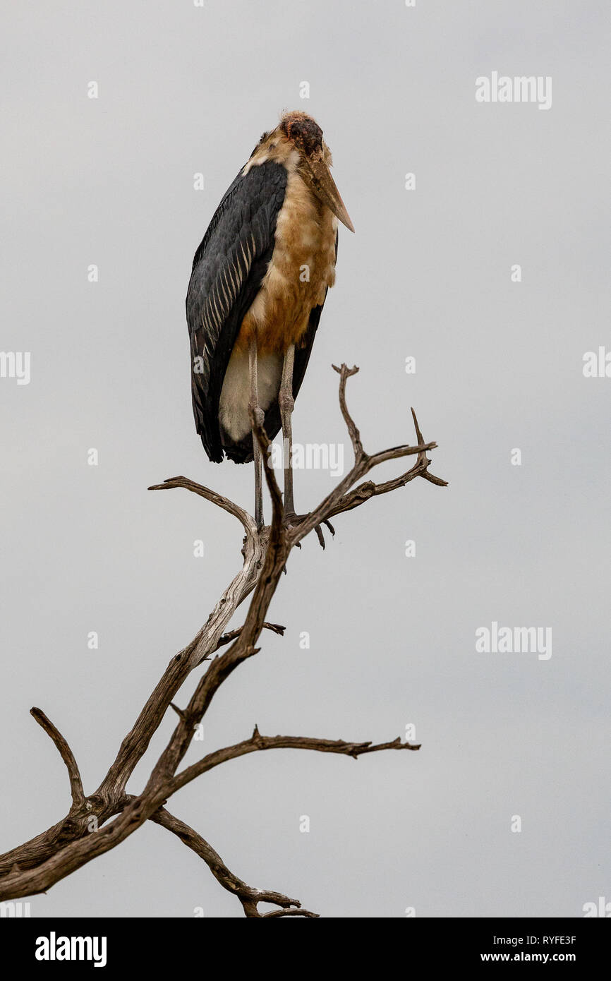 The unattractive marabou stork hi-res stock photography and images - Alamy