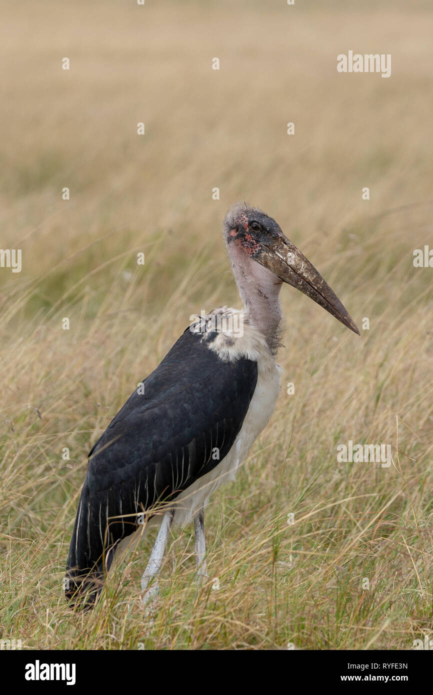 Marabou Stork, Kenya, Africa Stock Photo - Alamy