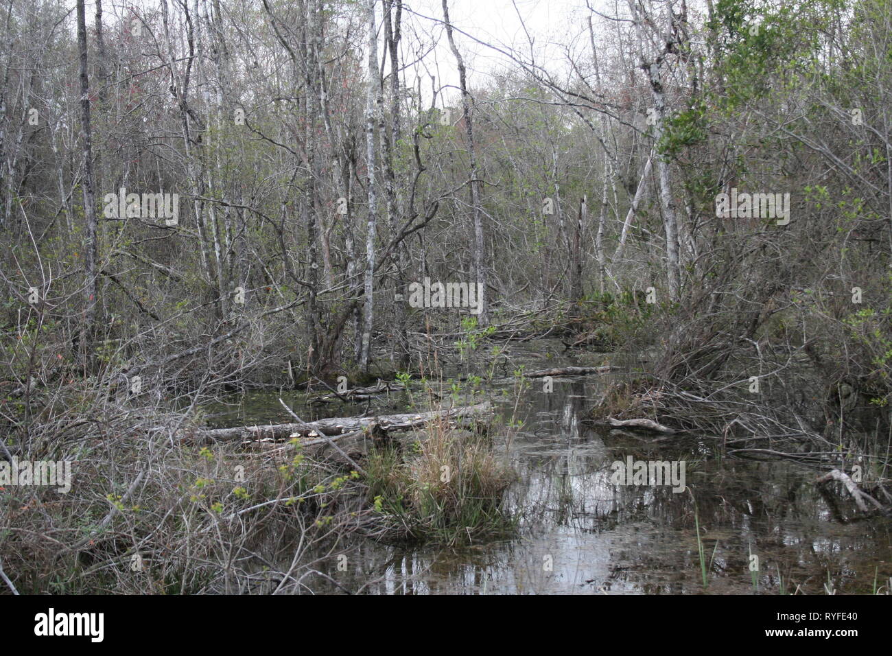 Baldwin Swamp High Resolution Stock Photography and Images - Alamy