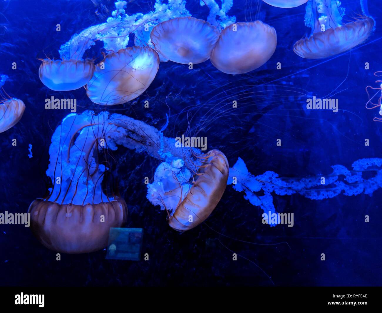 Marine life in an aquarium Stock Photo - Alamy