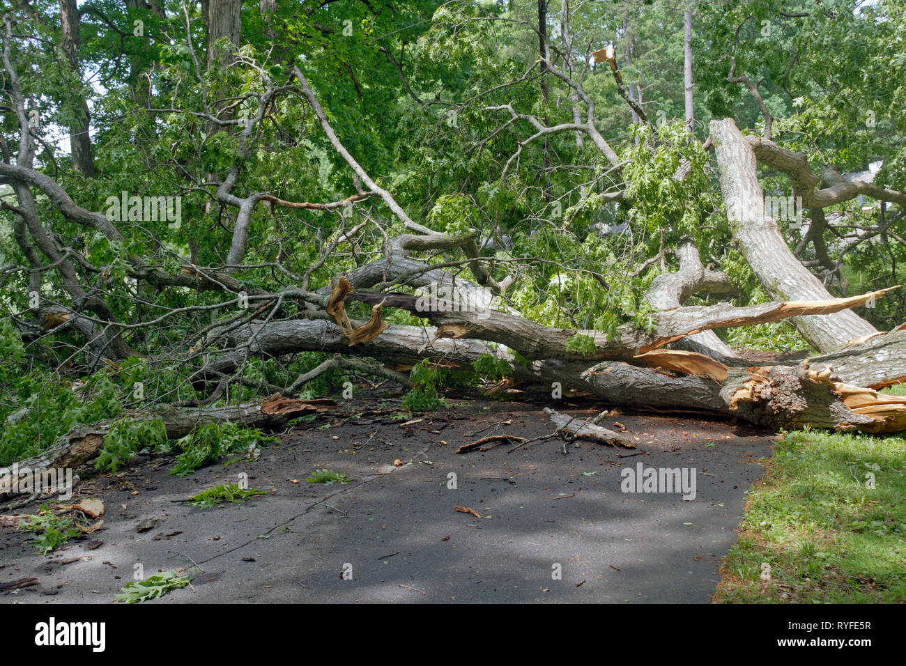 A huge old oak tree falls, shattering across a narrow road completely ...