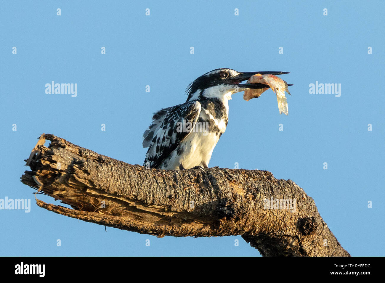 Kingfisher eating fish hi-res stock photography and images - Alamy