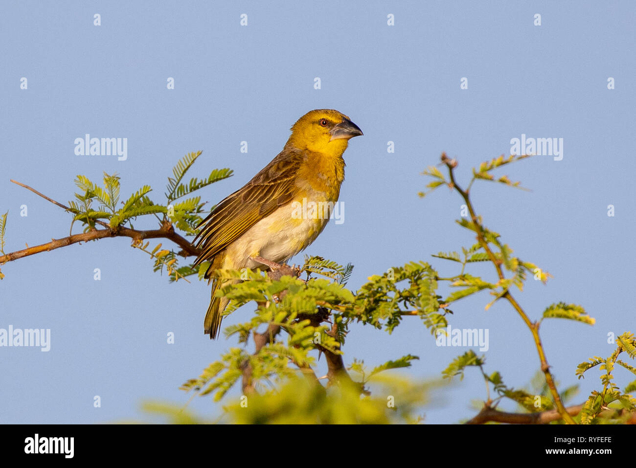 Female northern masked weaver bird hi-res stock photography and images ...