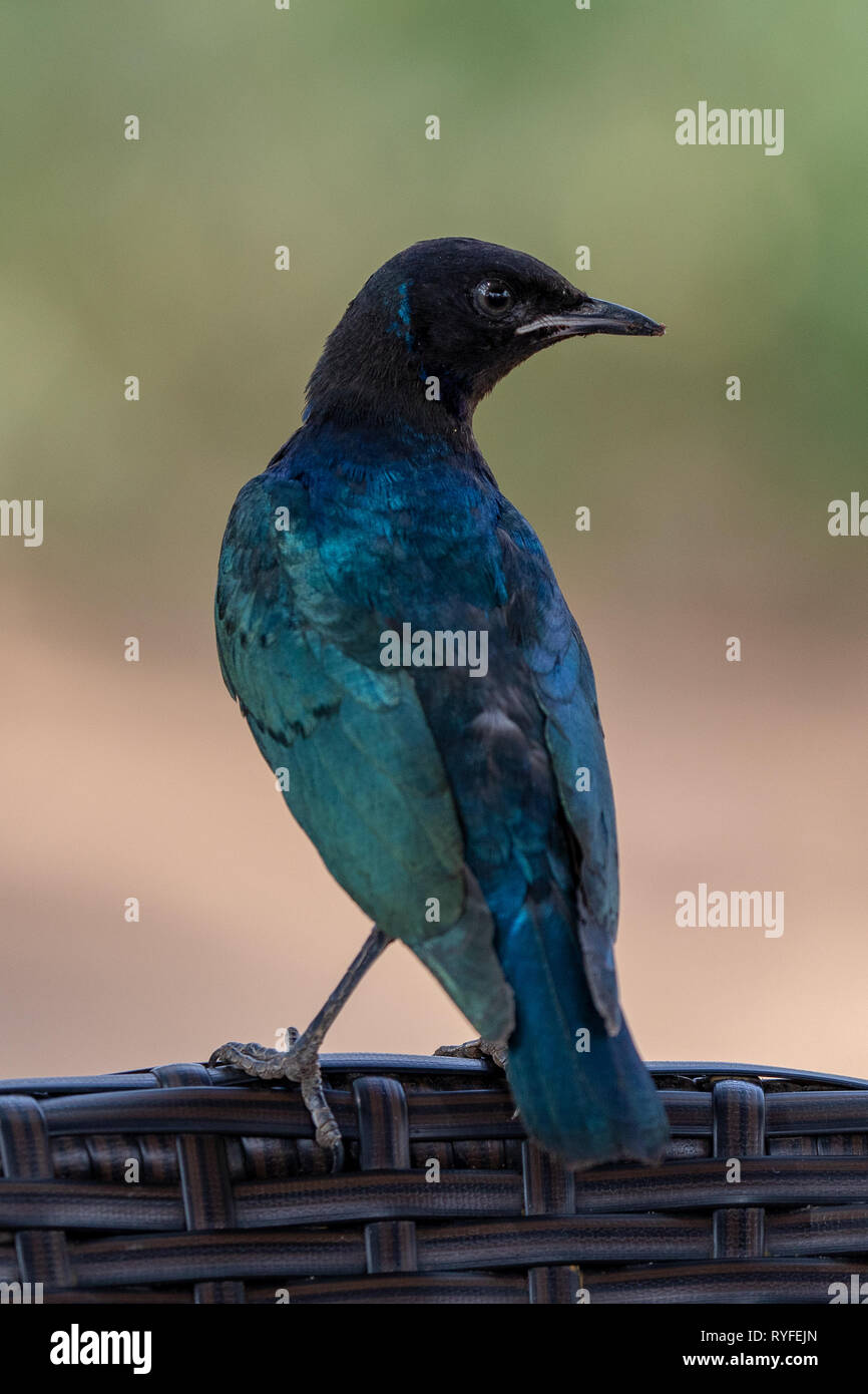 Blue starling hi-res stock photography and images - Alamy