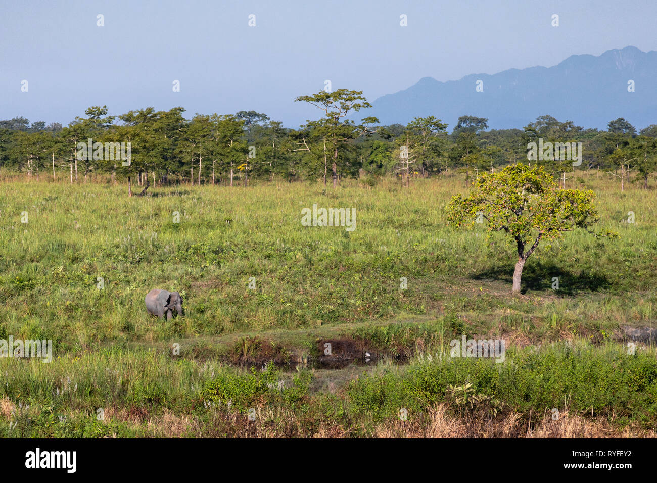 Manas national park and wildlife during daytime and green park Stock ...