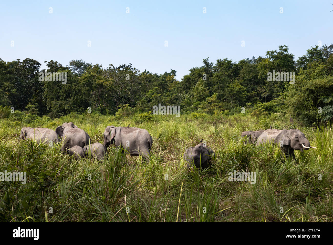 Manas national park and wildlife during daytime and green park Stock ...