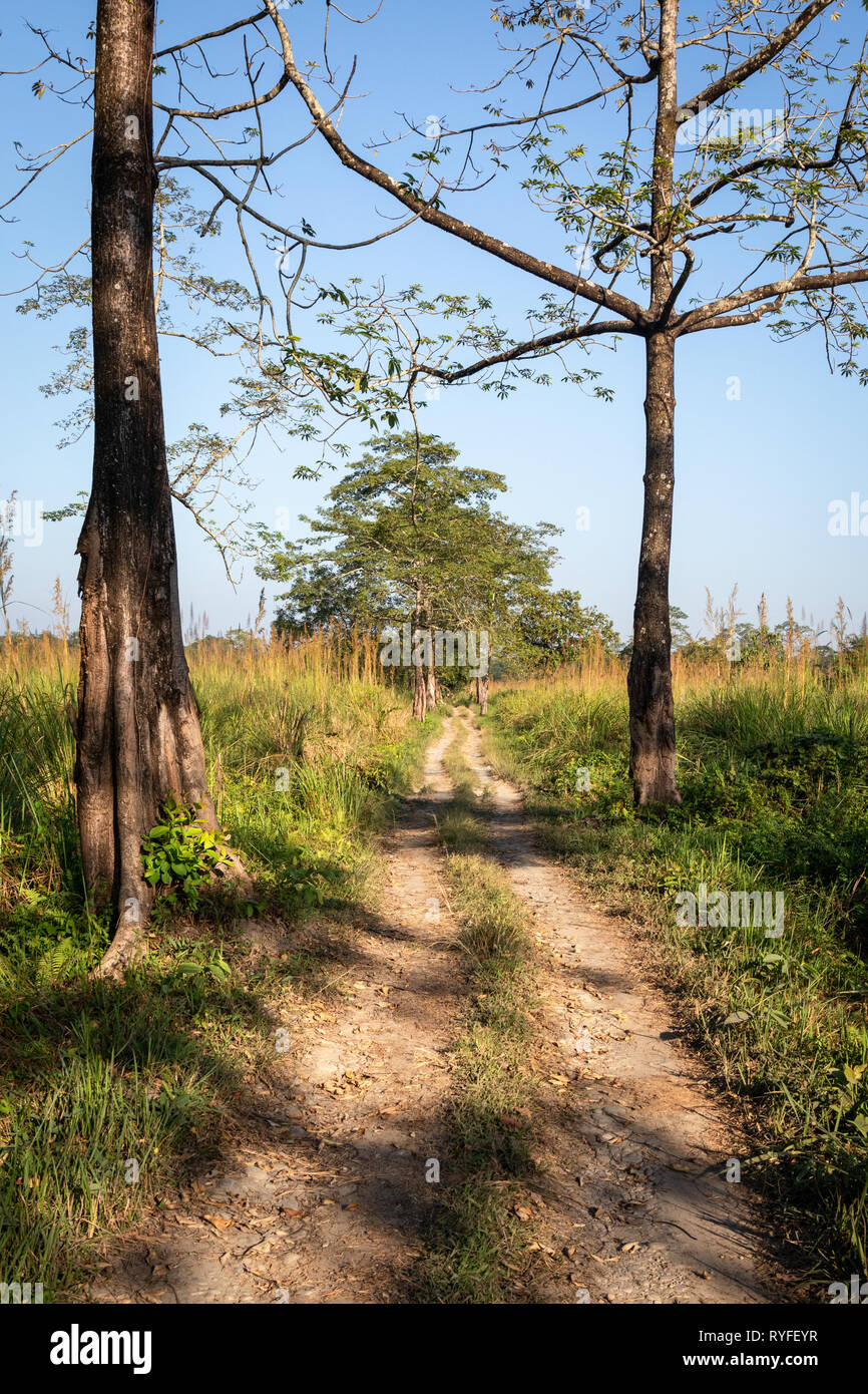 Manas national park and wildlife during daytime and green park Stock ...