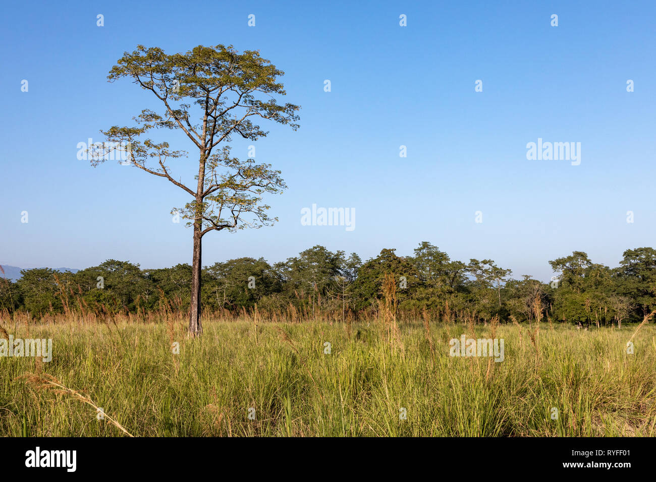 Manas national park and wildlife during daytime and green park Stock ...