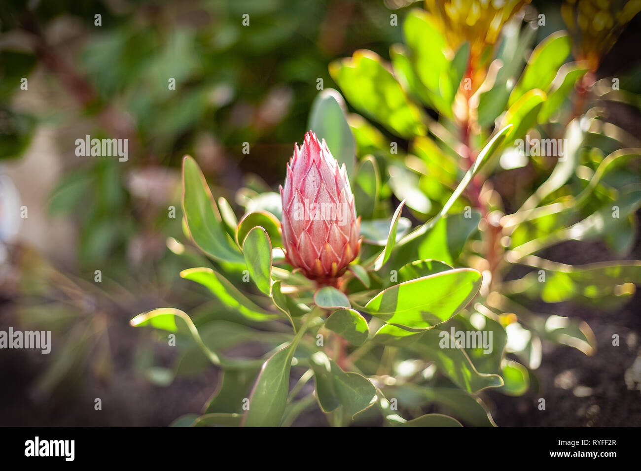 African king protea hi-res stock photography and images - Alamy