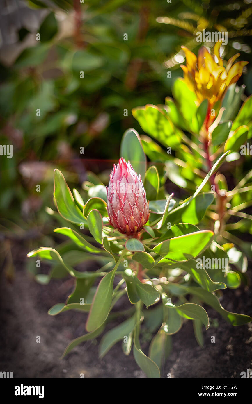African king protea hi-res stock photography and images - Alamy