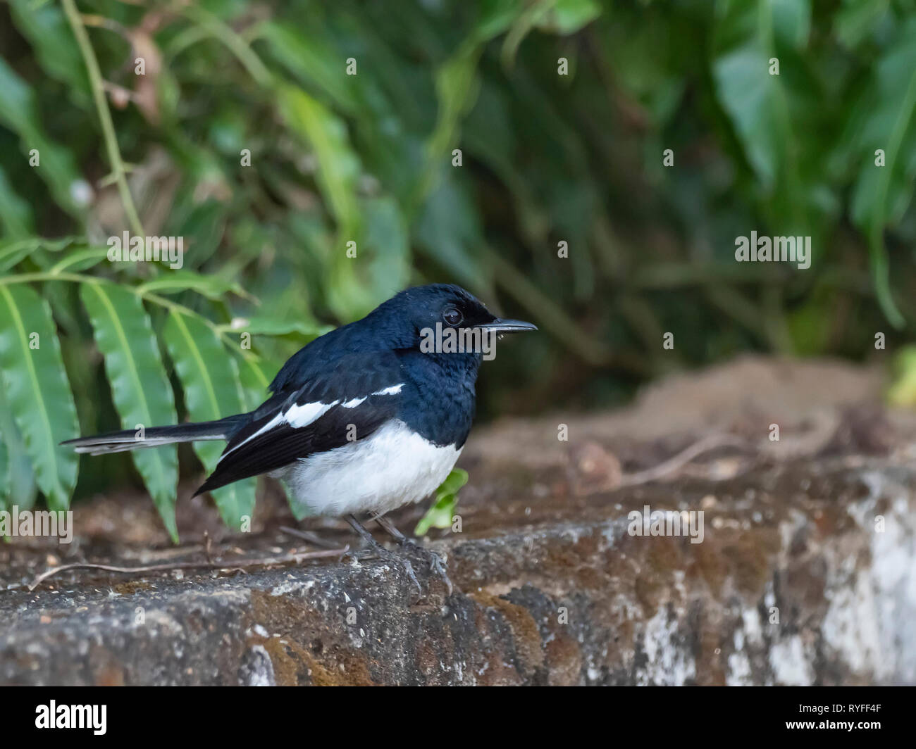 Copsychus saularis ceylonensis hi-res stock photography and images - Alamy
