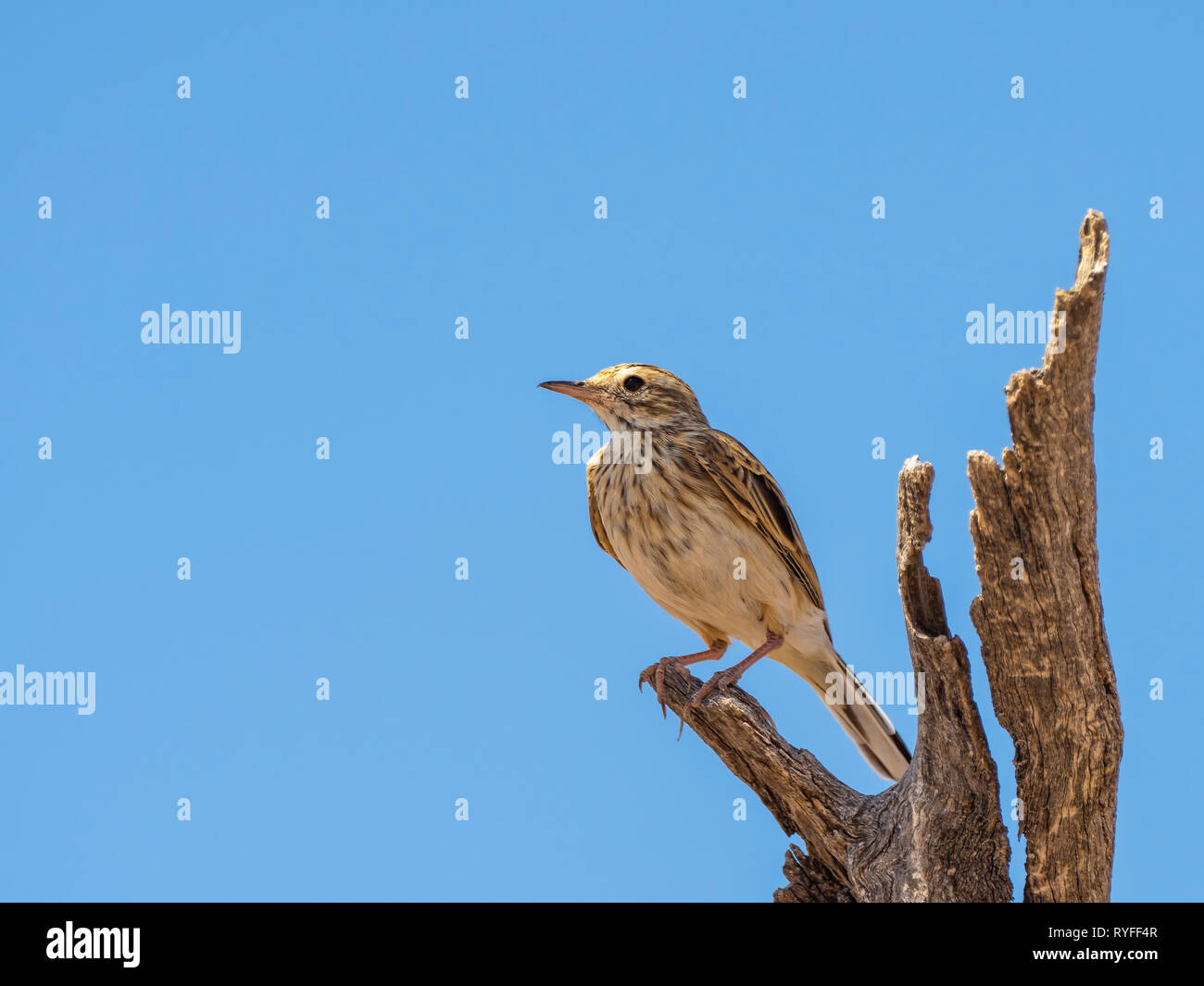 Australian Pipit High Resolution Stock Photography and Images - Alamy