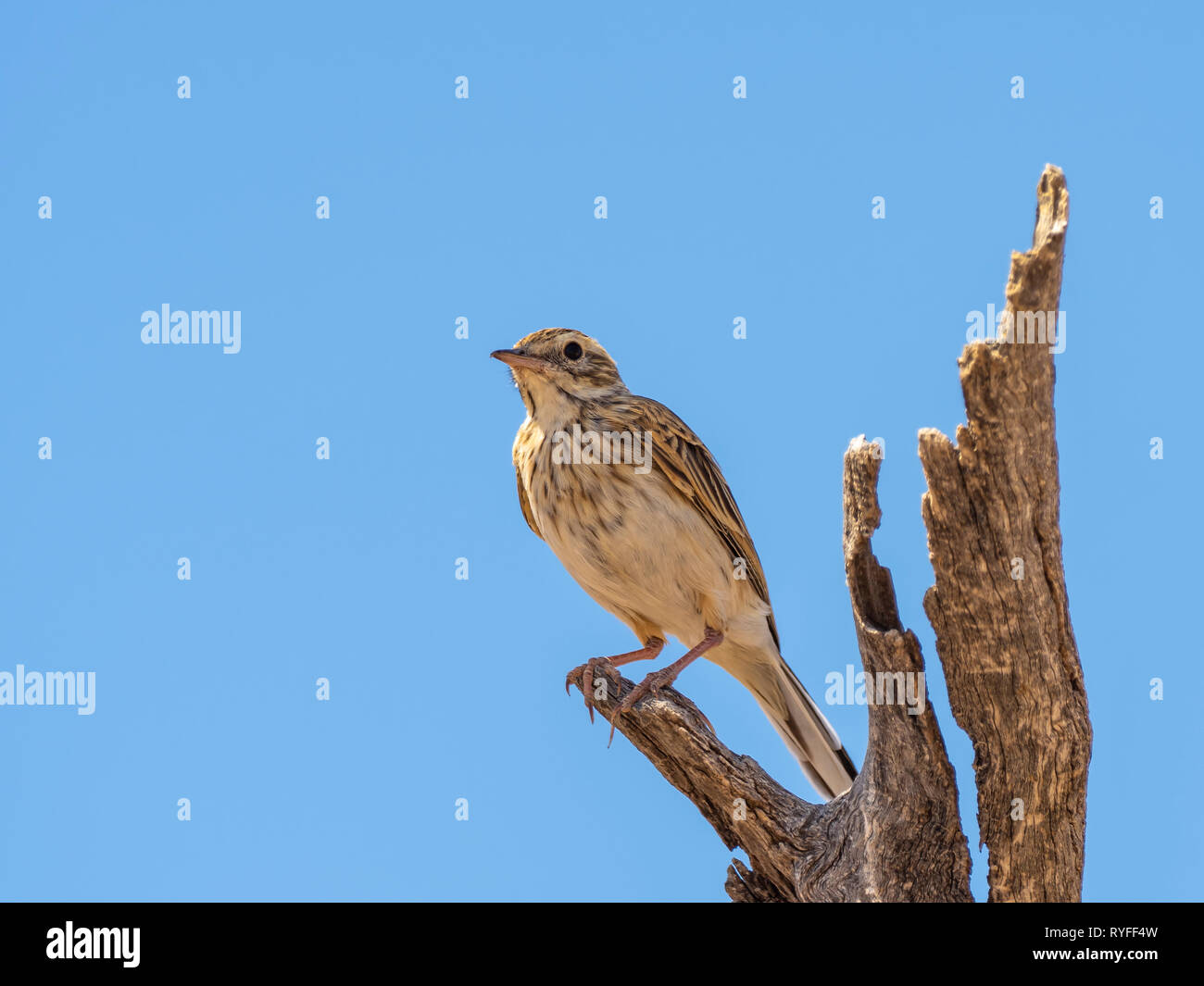 Australian Pipit High Resolution Stock Photography and Images - Alamy