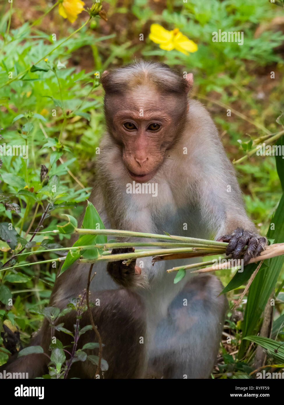 Bonnet Macaque (Macaca radiata Stock Photo - Alamy
