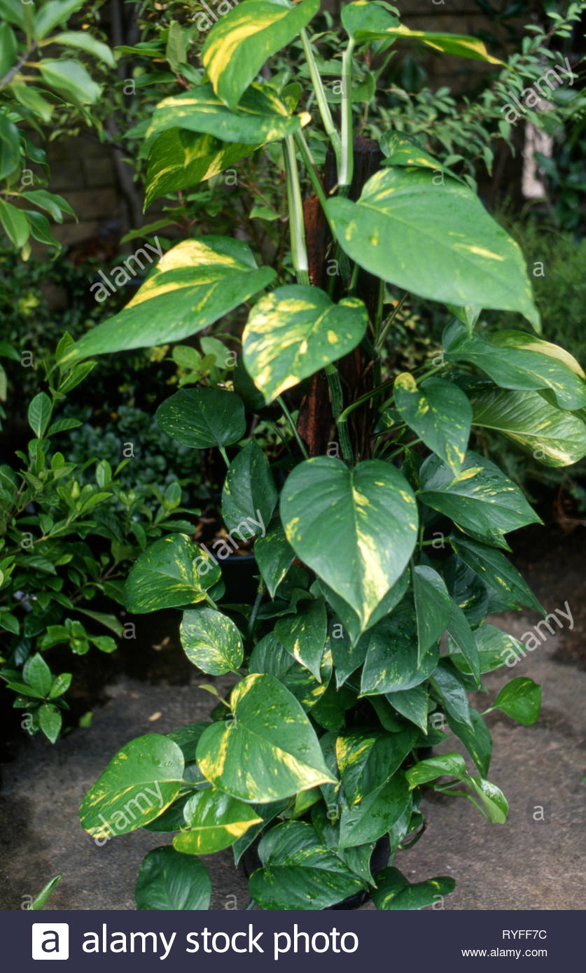 Scindapsus Stock Photos & Scindapsus Stock Images - Alamy