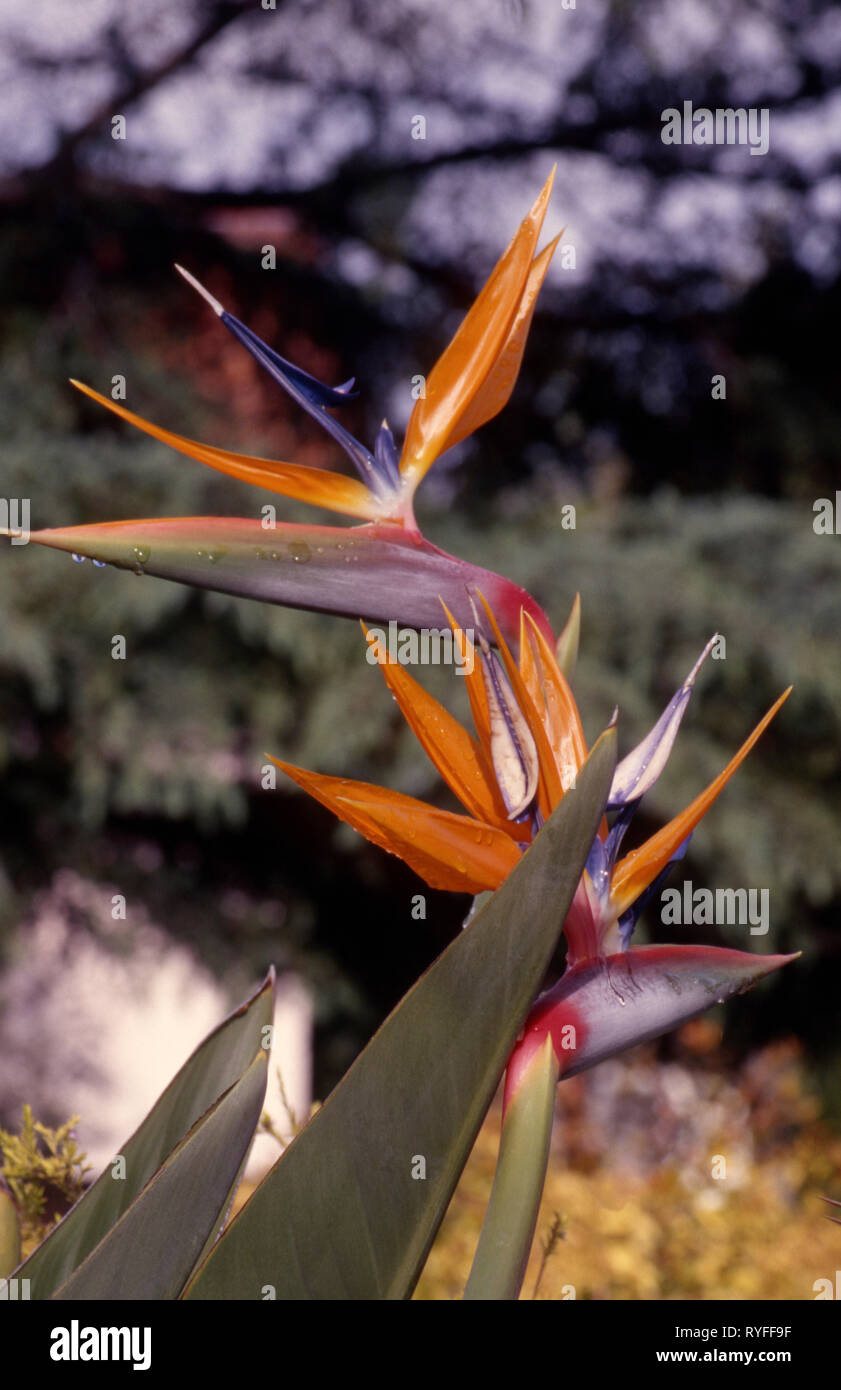 THE BEAUTIFUL BIRD OF PARADISE FLOWERS (STRELITZIA REGINAE Stock Photo ...