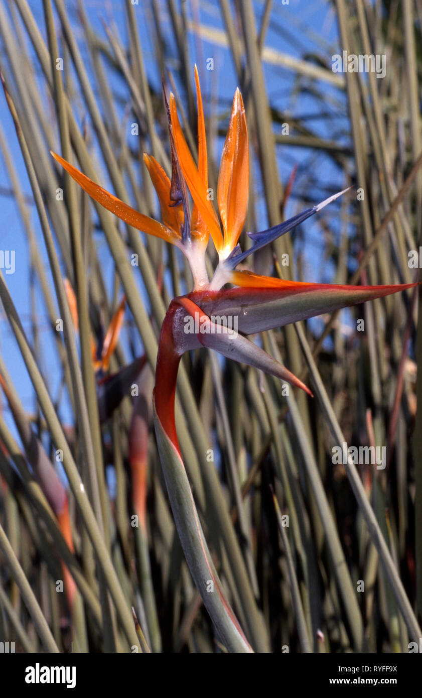 THE BEAUTIFUL BIRD OF PARADISE FLOWER (STRELITZIA REGINAE Stock Photo ...