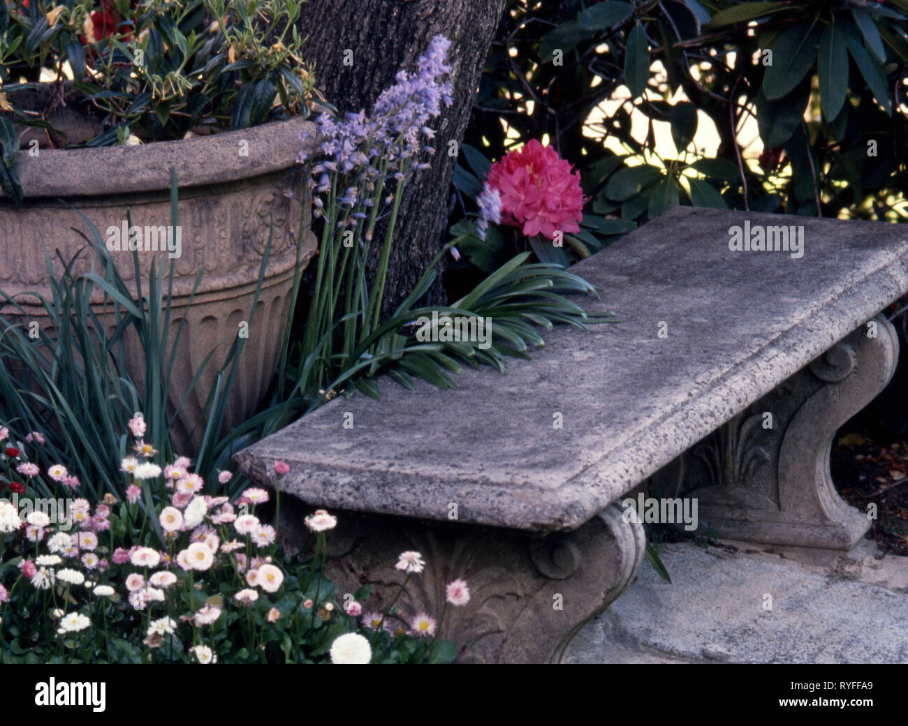 STONE GARDEN BENCH SURROUNDED BY BELLIS PERENNIS DAISIES, BLUEBELLS AND ...