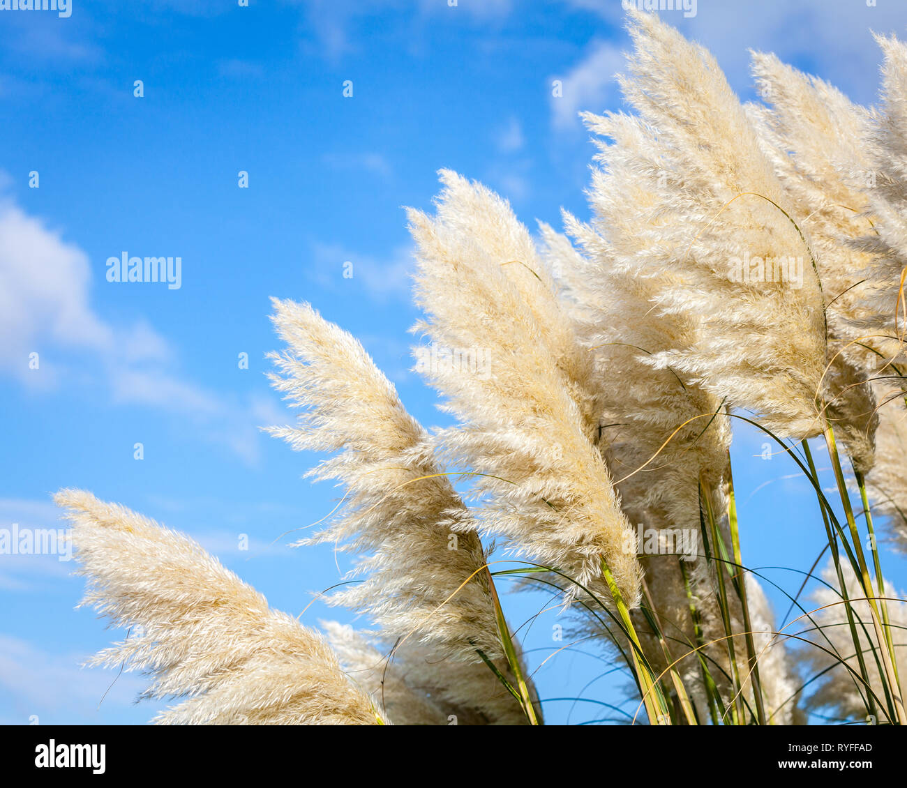 Grass swaying in wind summer hi-res stock photography and images - Alamy