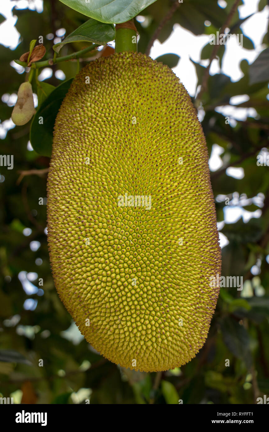 Close-up of jackfruits (Artocarpus heterophyllus), also known as jack ...