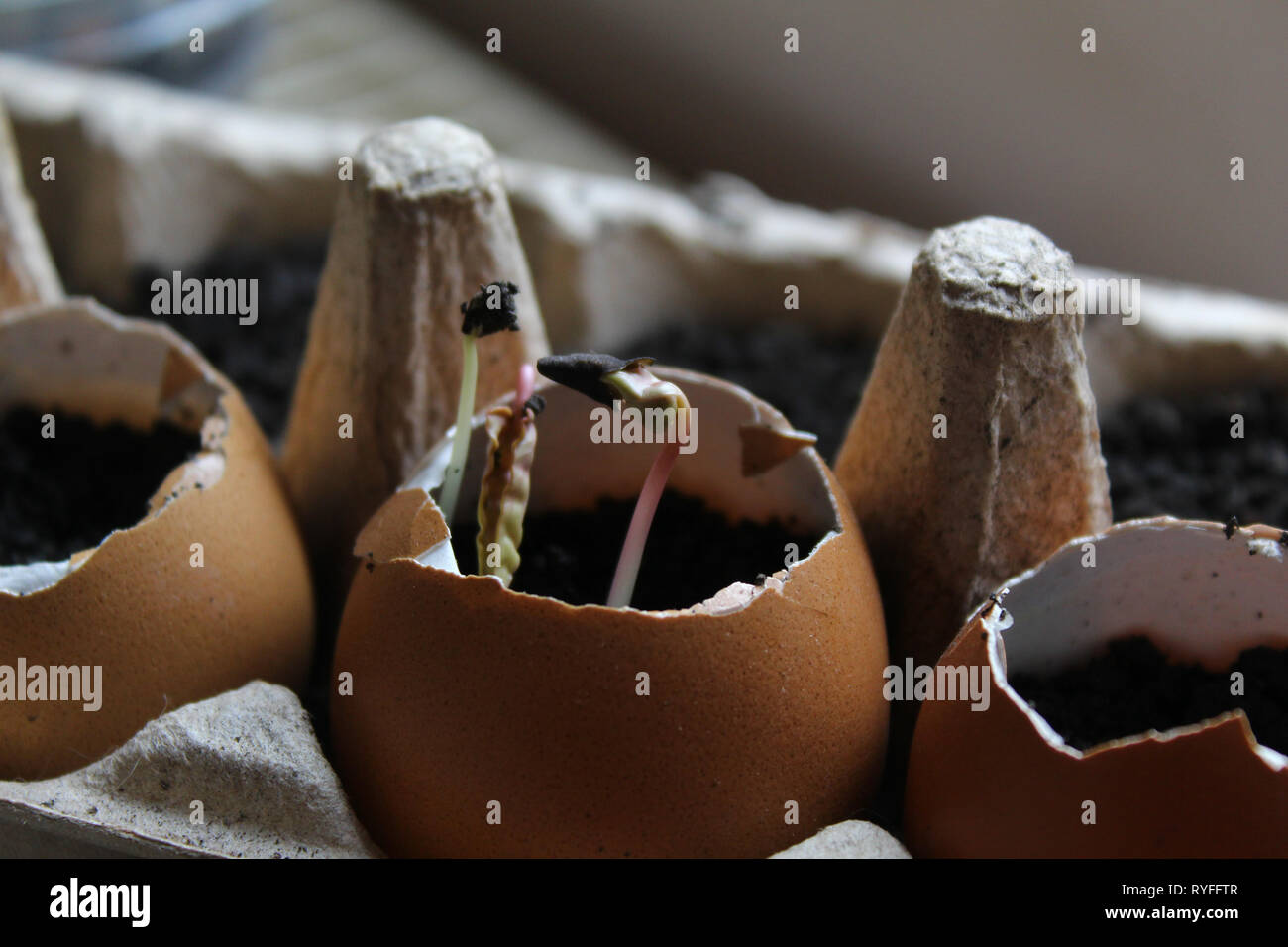 Sunflower sprout eggshell project Stock Photo - Alamy