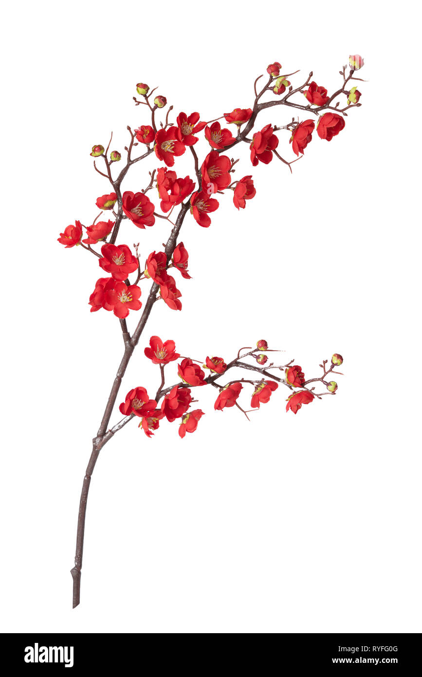 Red Cherry Tree Wallpaper