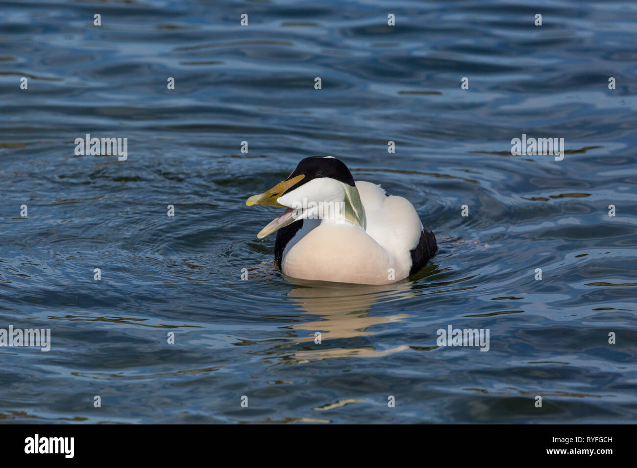 one swimming natural male eider duck (somateria mollissima), open beak ...