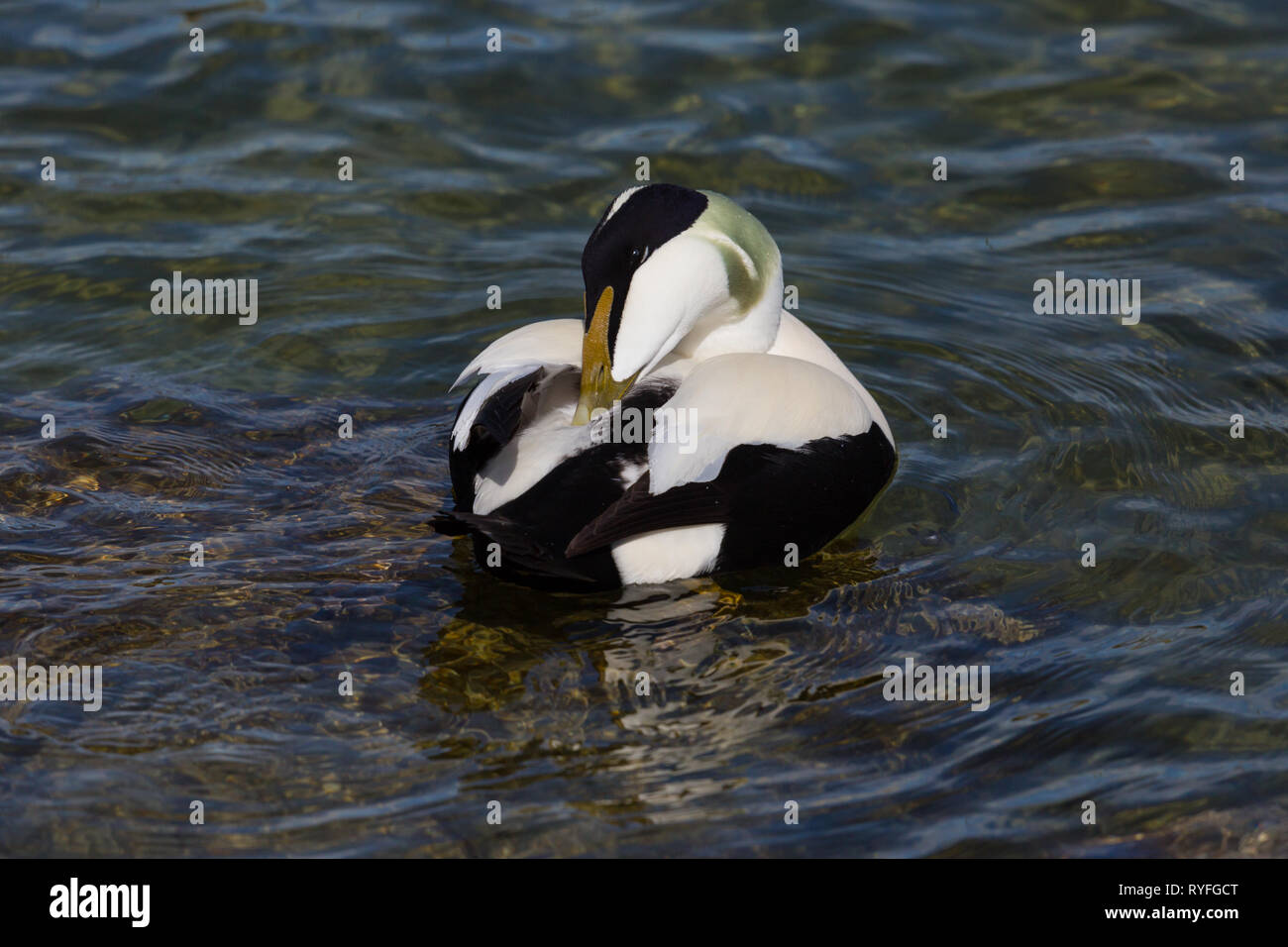 natural male eider duck (somateria mollissima), grooming in water Stock ...