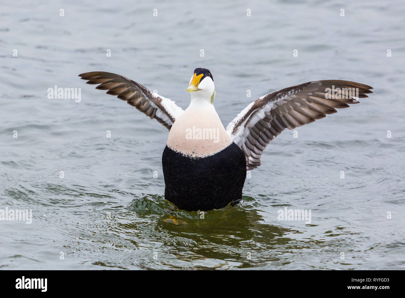 Beating of wings hi-res stock photography and images - Alamy