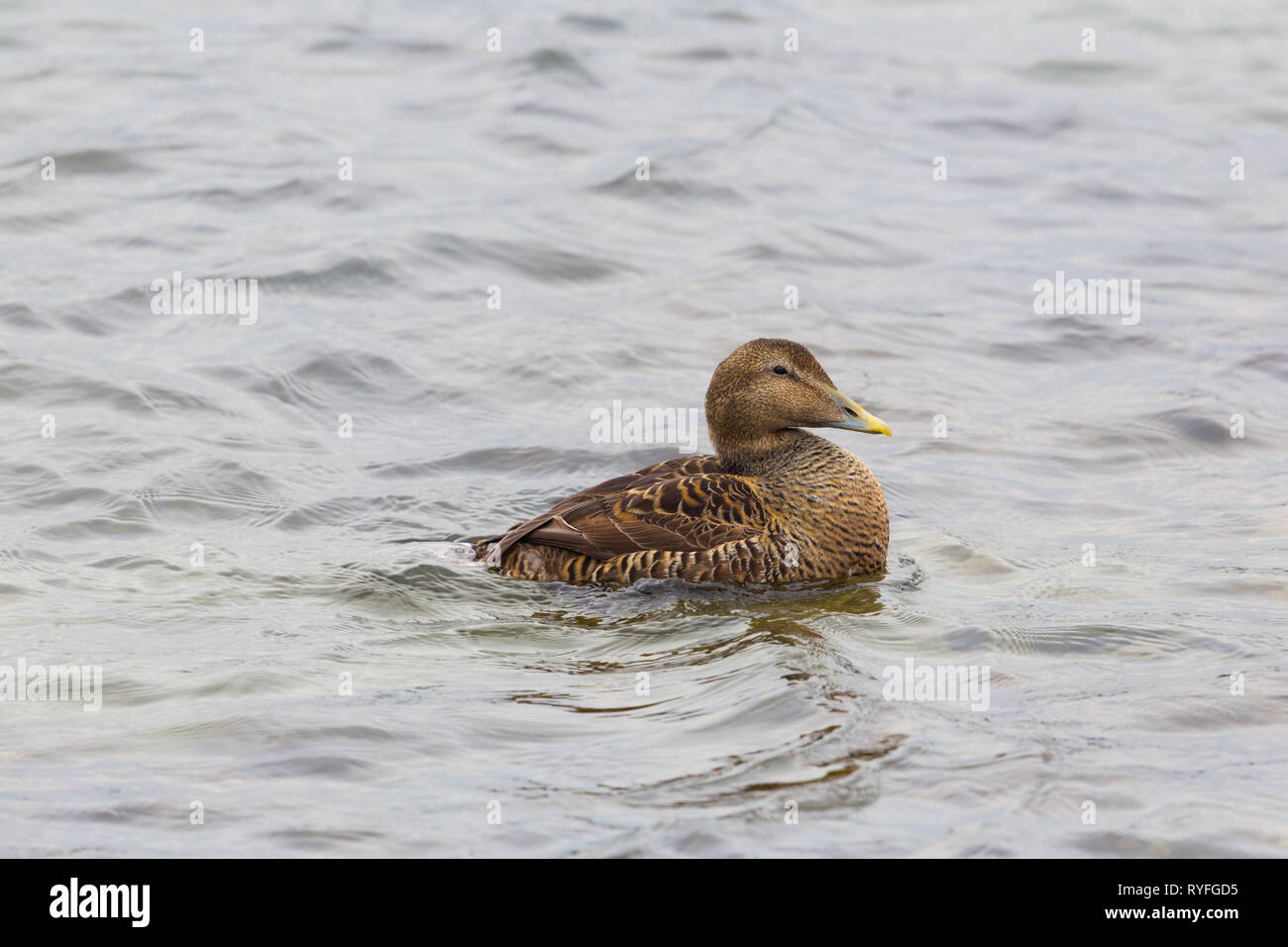 side view portrait natural female eider duck (somateria mollissima ...