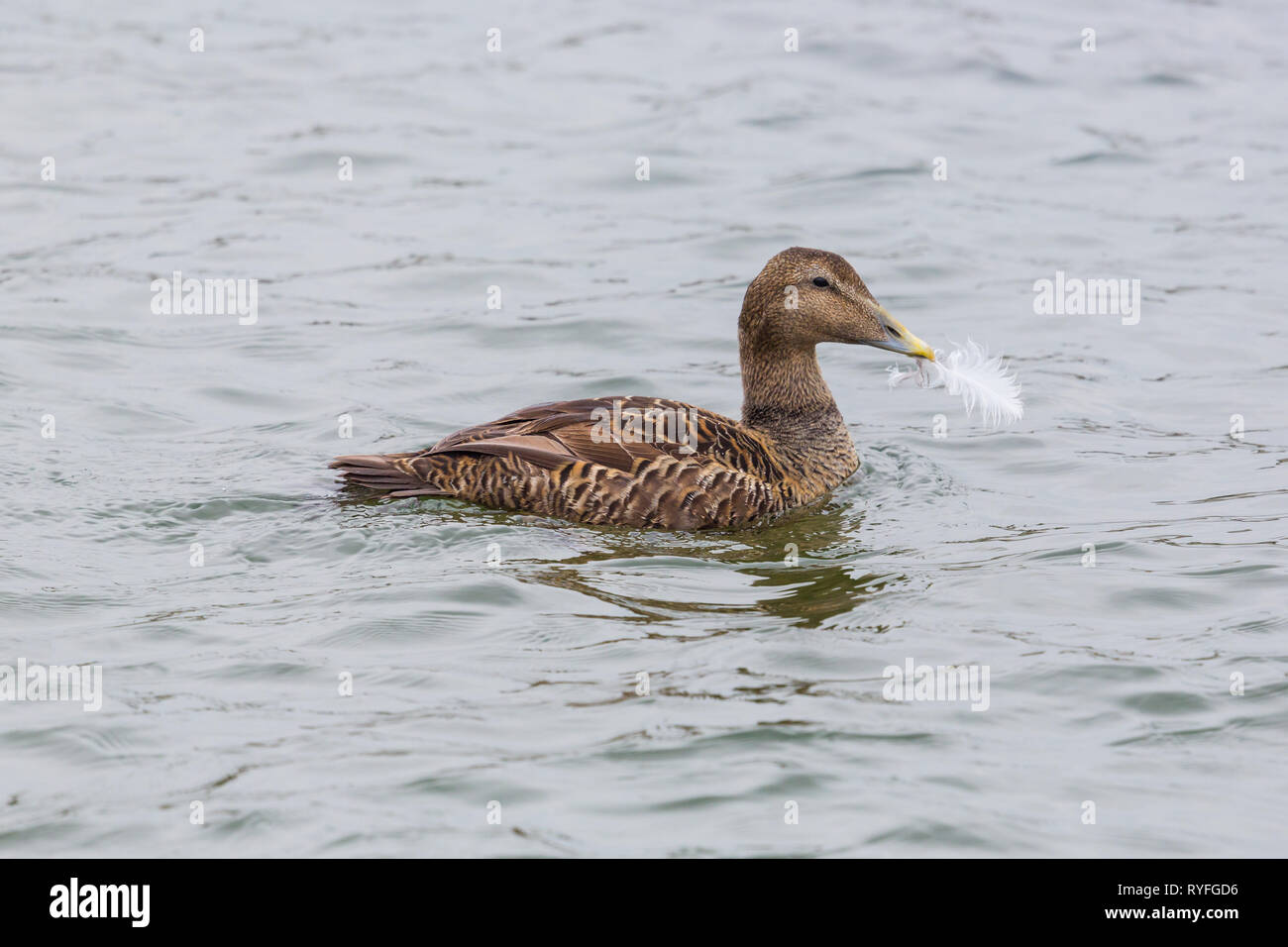 female natural eider duck (somateria mollissima), white feather in beak ...